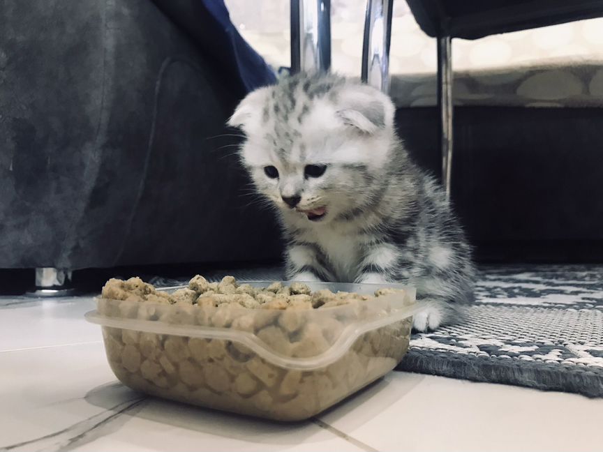 Шатланские вислоухие котята