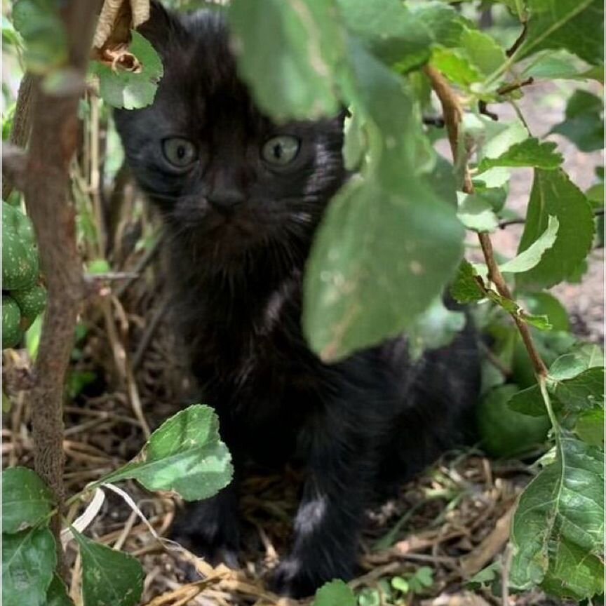 Красивый котенок