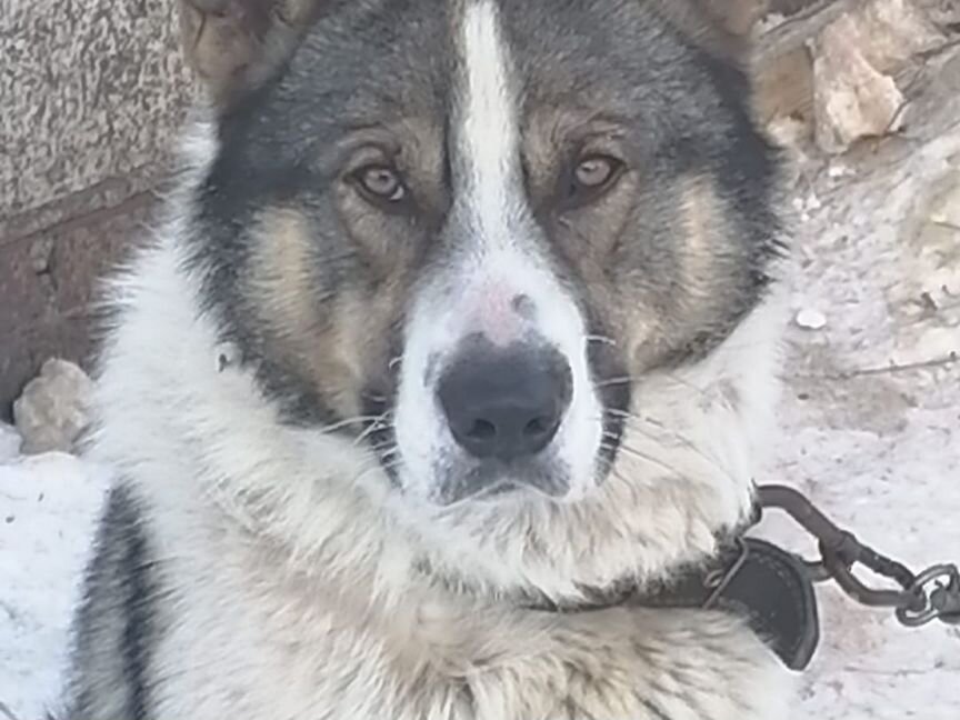 Собака в добрые руки