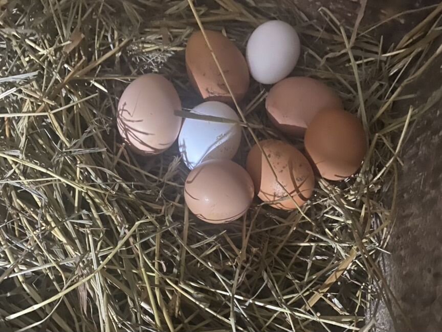 Инкубационное яйцо кур несушек