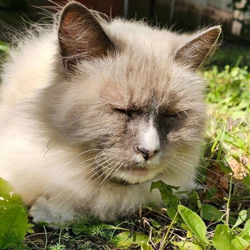 Одинокий Буба