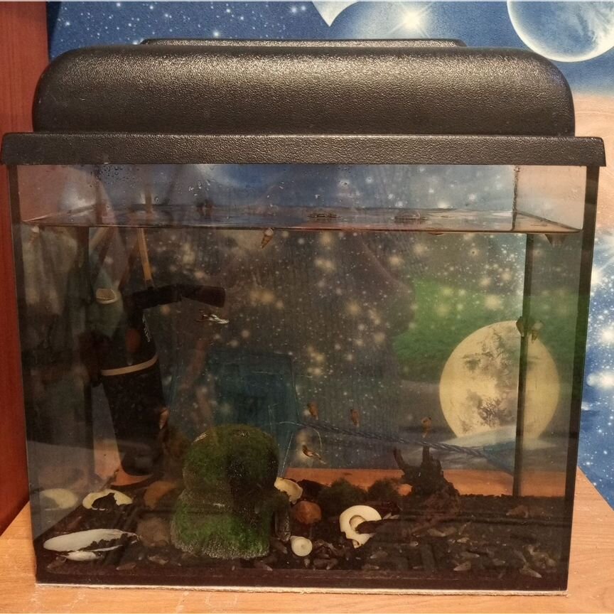 Аквариум с рыбками Гуппи и улитками