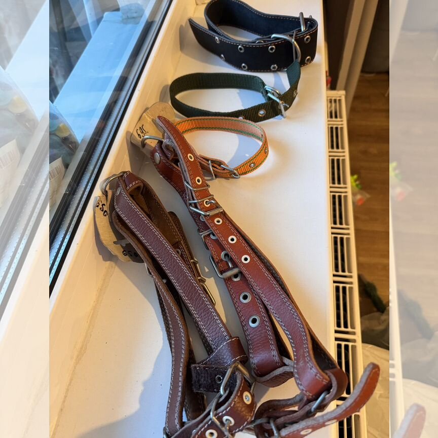 Аммуниция, поводок, ошейник для собак