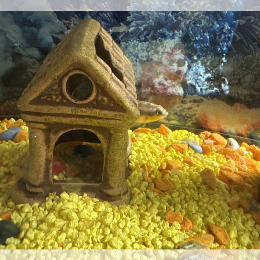 Пельвикахромис пульхера 2-3 года 2шт бесплатно