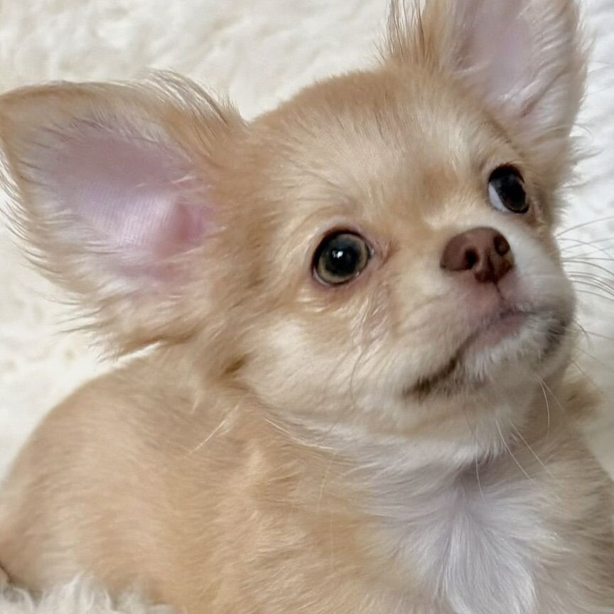 Чихуахуа, щенок