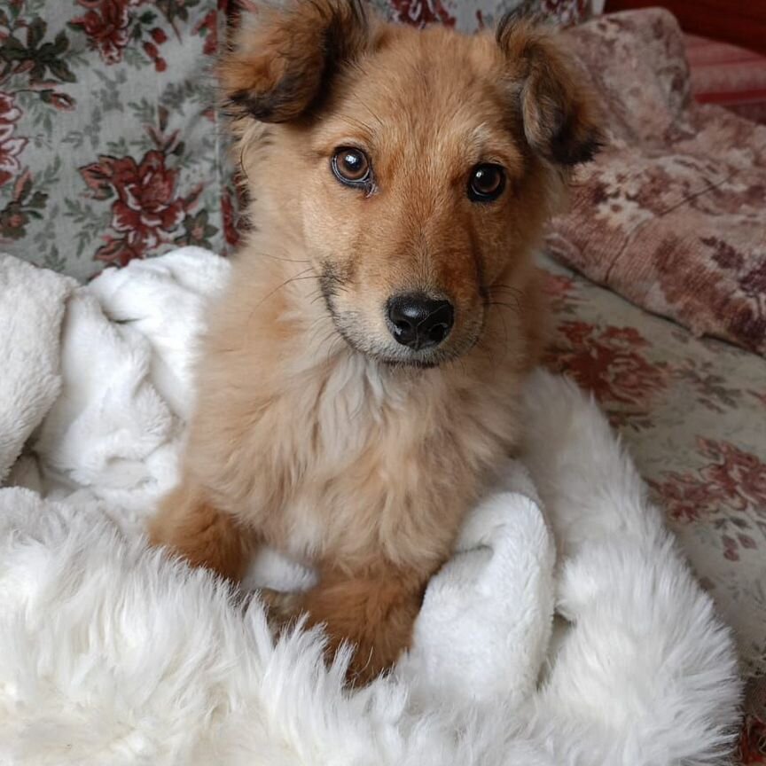 Отдам в добрые руки