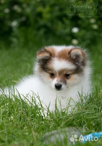 Мальчик шпица редкого окраса