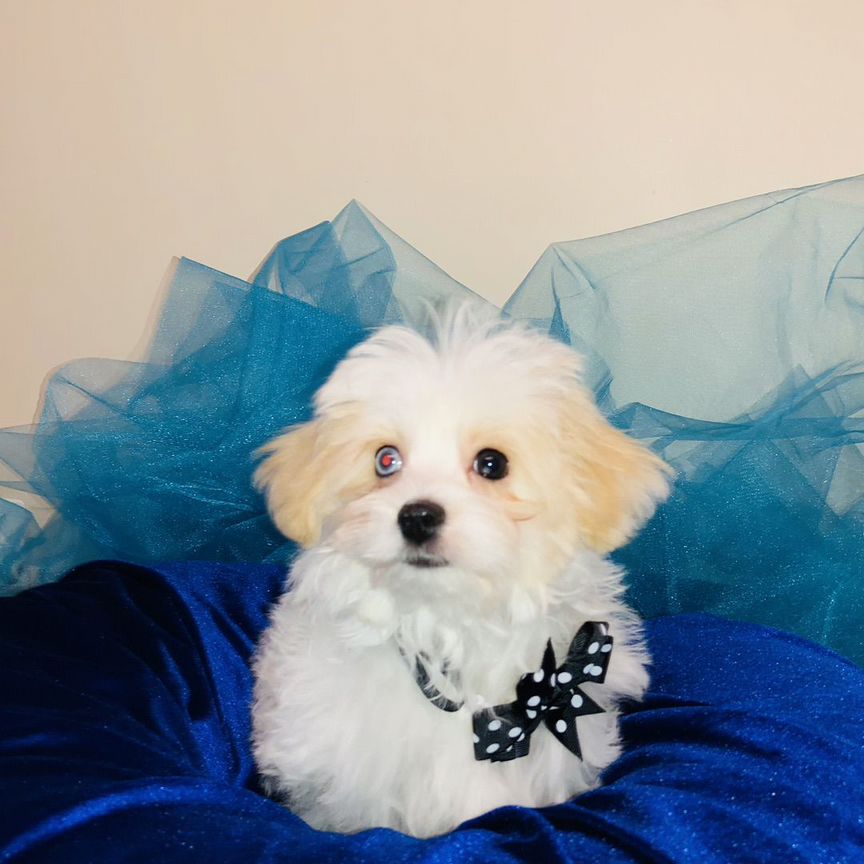 Мальтипу Корея белое золото