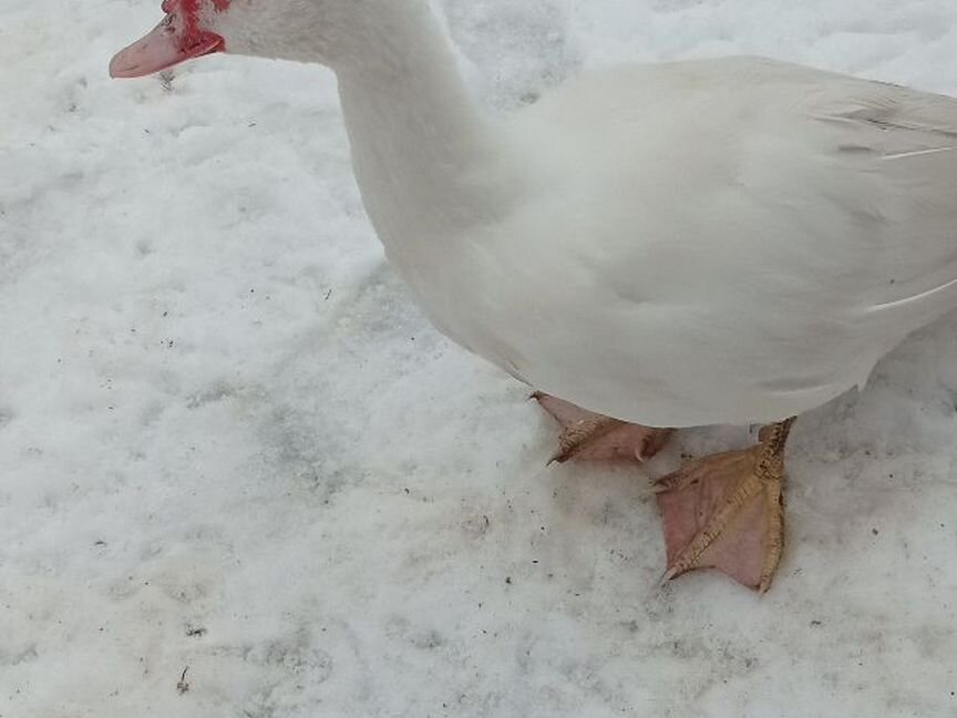 Продам утока