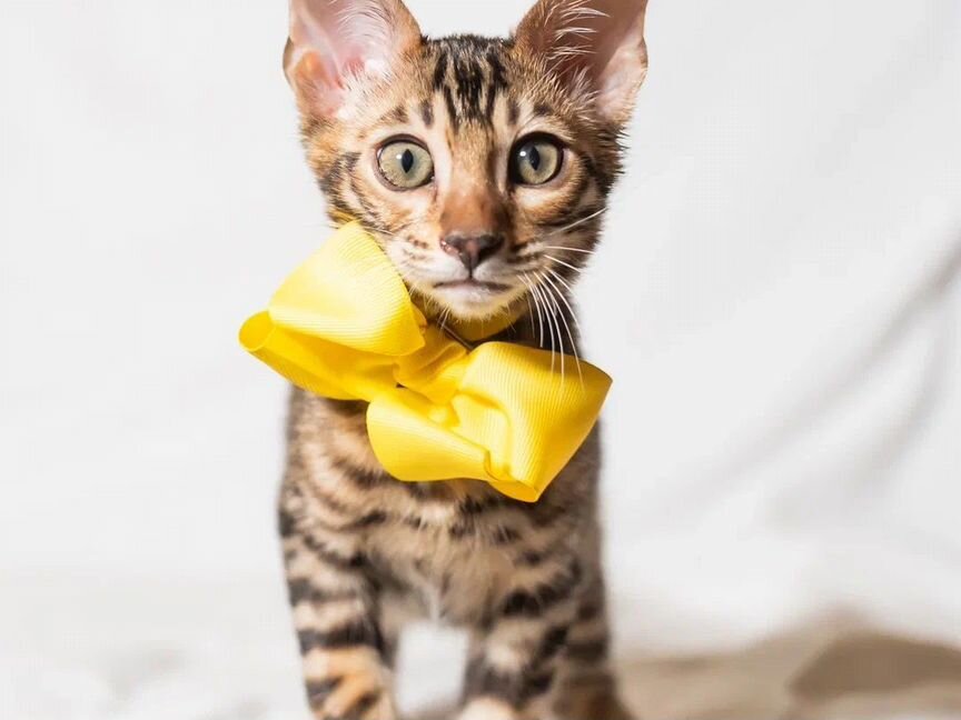 Бенгальская мальчик