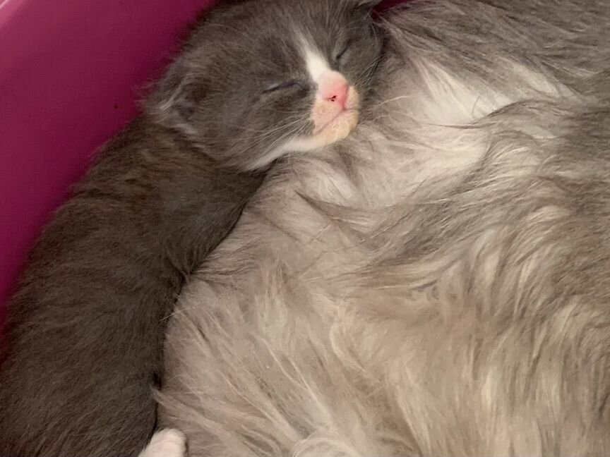 Шотландский вислоухие котята