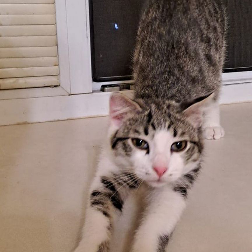 Котик ищет дом