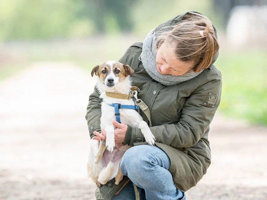 Маленькая собака в добрые руки