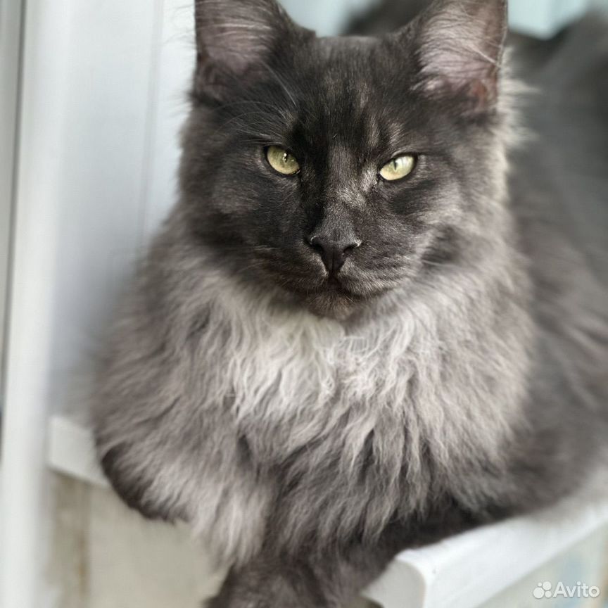 Котенок мейн-кун черный дым