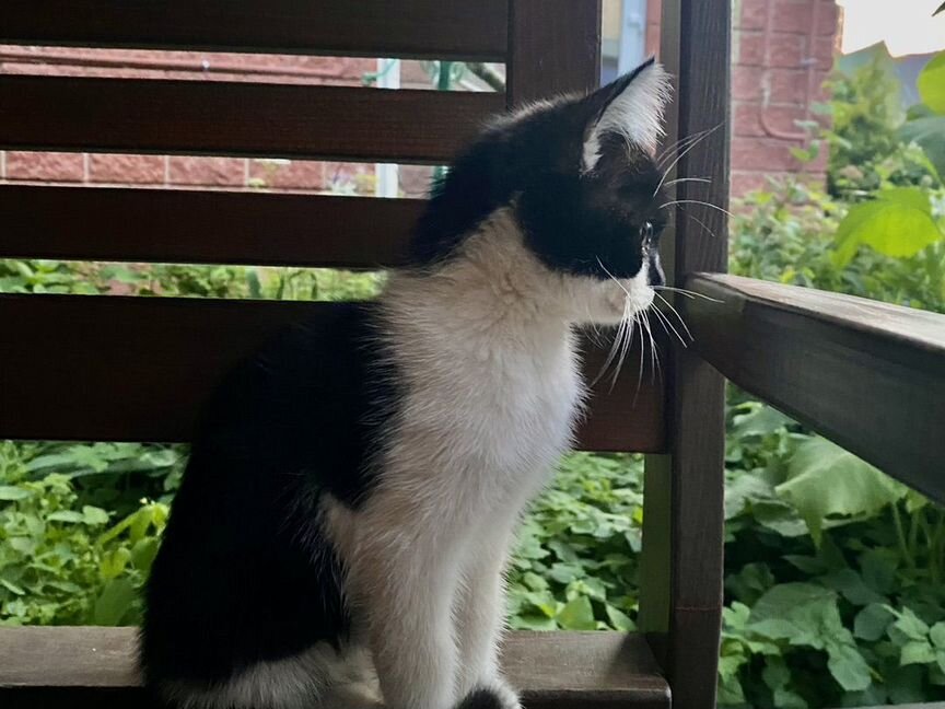 Котенок в добрые руки