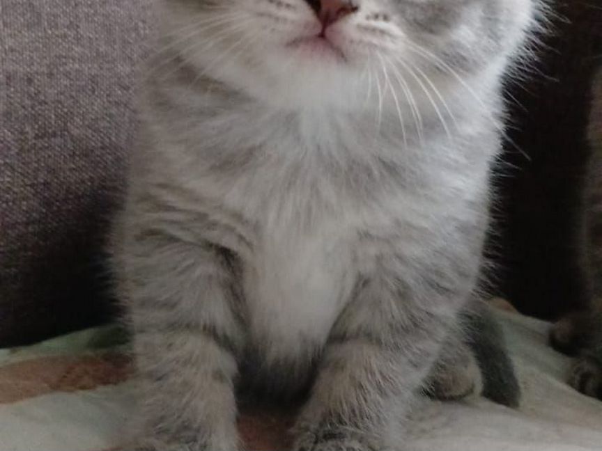Британские котята