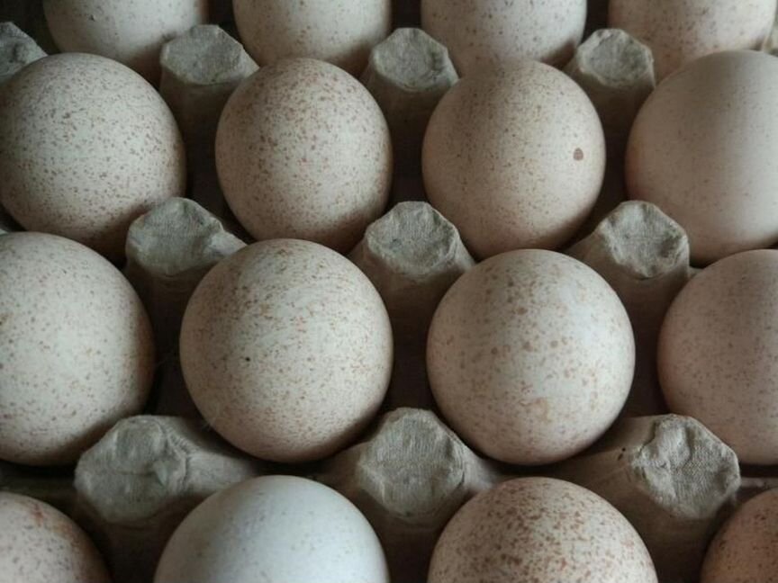 Индюшиное инкубационное яйцо