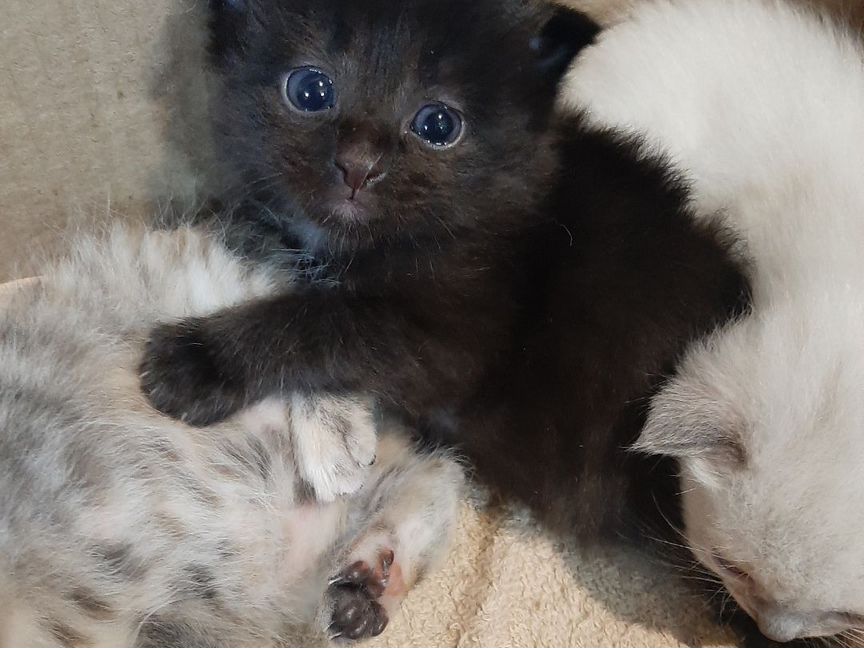 Кошка, котята британские