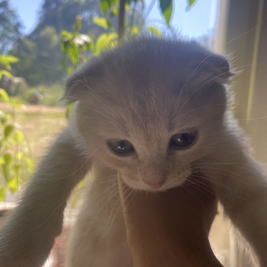 Шотландская вислоухая кошка