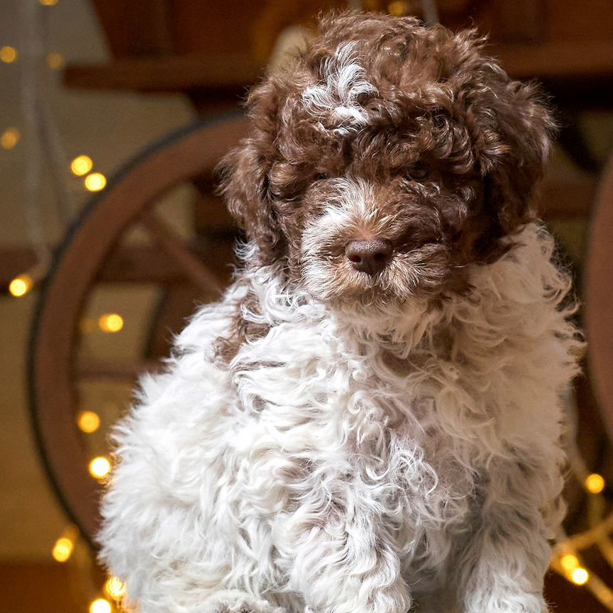 Лаготто-романьоло щенок мальчика