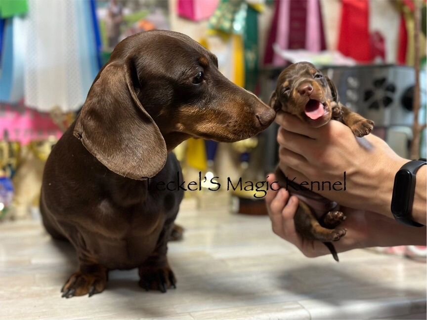 Теккел'С Меджик Никола, мелкий стандарт до 6.5 кг