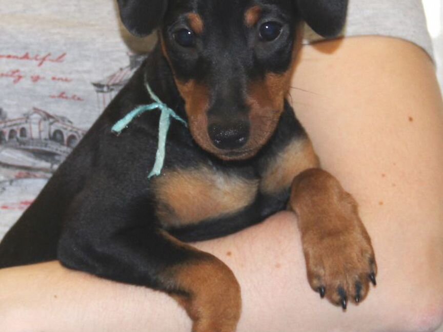 Очень красивые щеночки Искитим