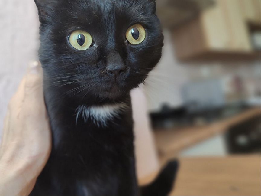 Кошка в добрые руки
