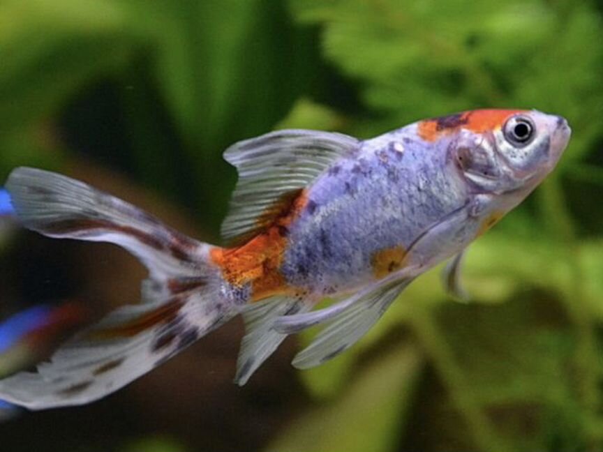 Отдам даром бесплатно