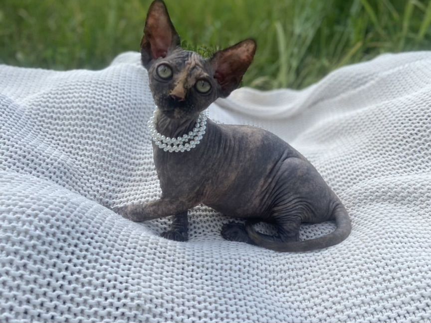 Канадский сфинкс котенок