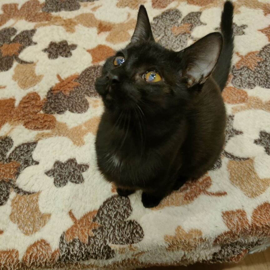 Котенок мальчик 5 месяцев