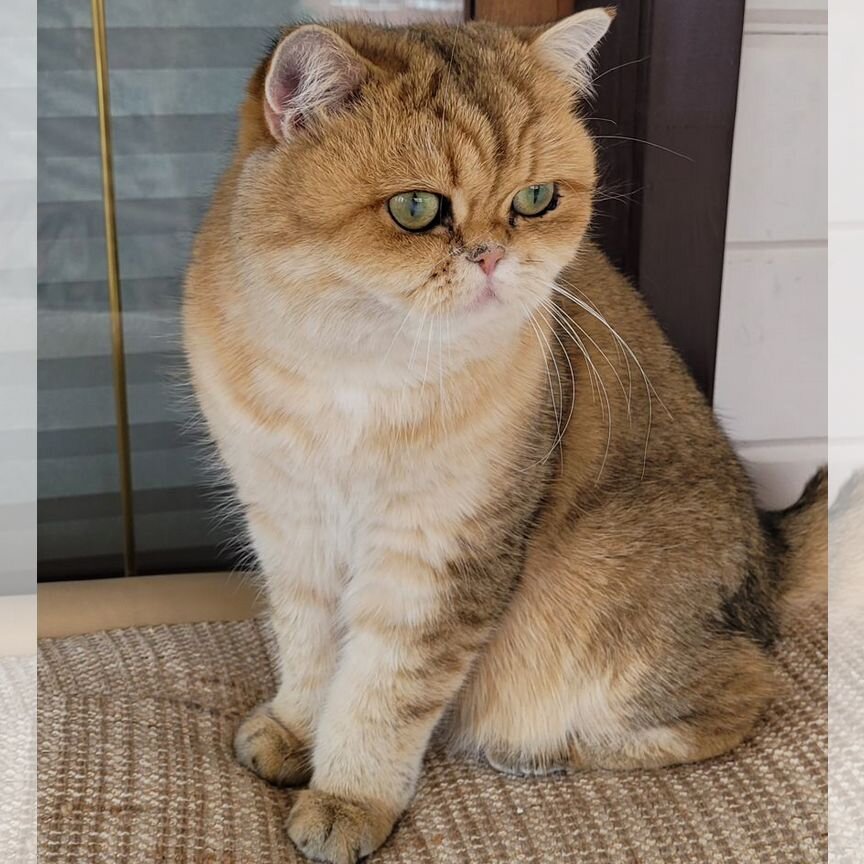 Отдам британскую золотистую кошечку