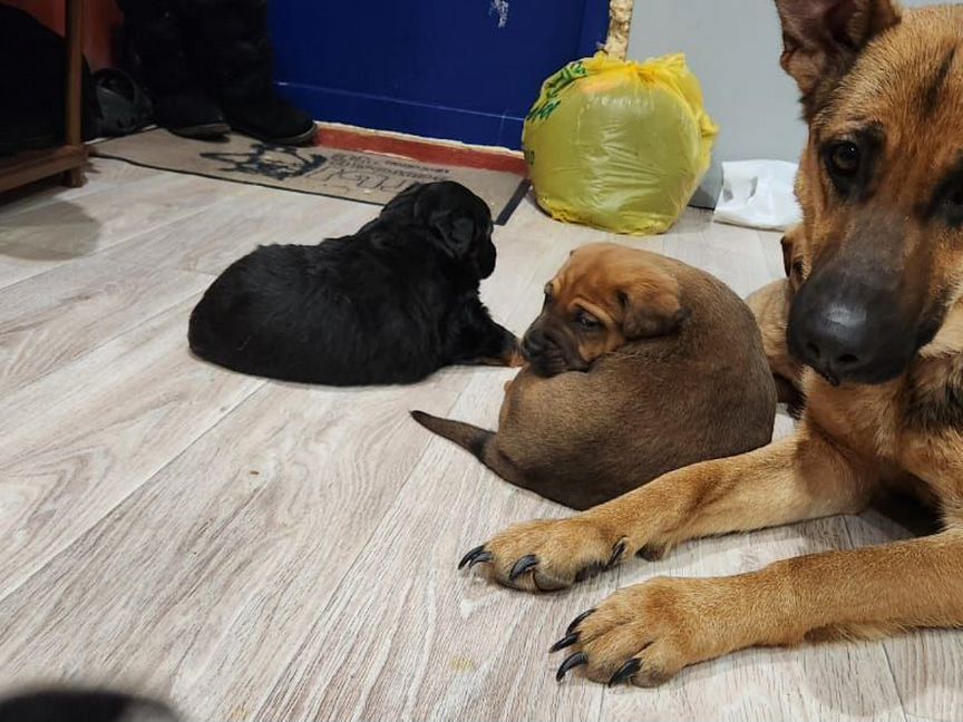 Щенки немецкой овчарки