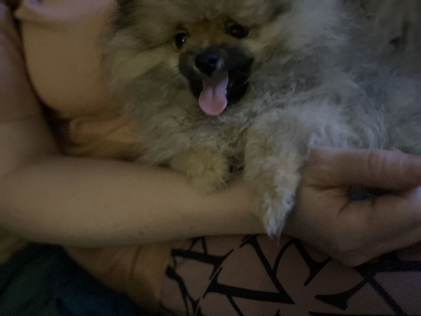 Верните Потерялся шпиц