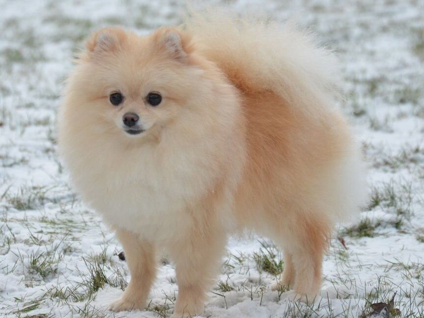 Померанский шпиц вязка