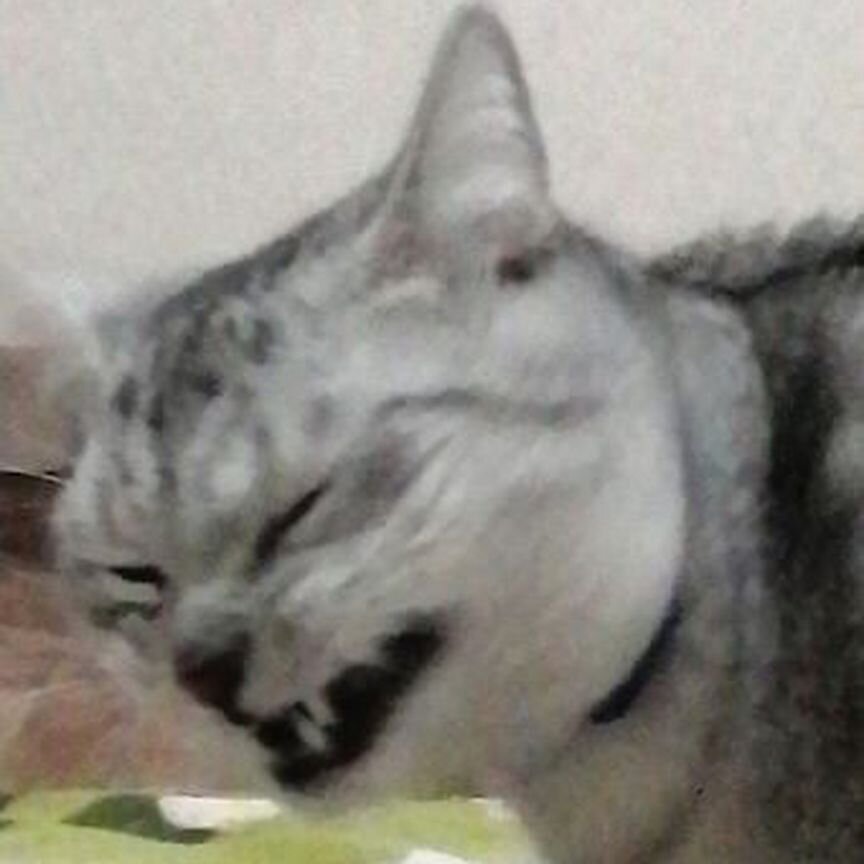 Египетская мау