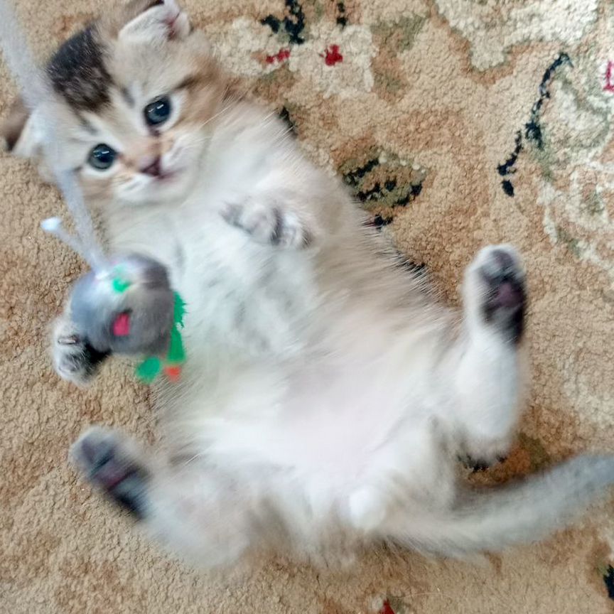 Шотландский вислоухий короткошёрстный котёнок