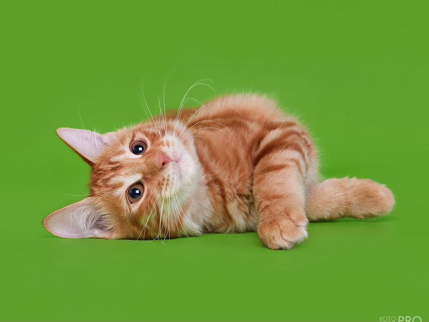 Курильский бобтейл