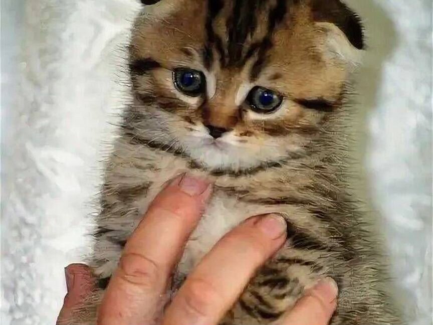 Тигровый шотландчик