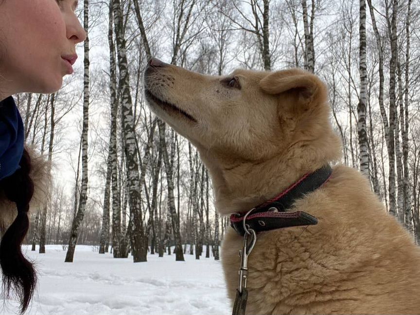 Собака в добрые руки отдам бесплатно