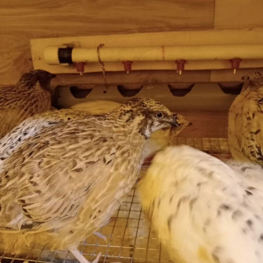 Перепела продажа