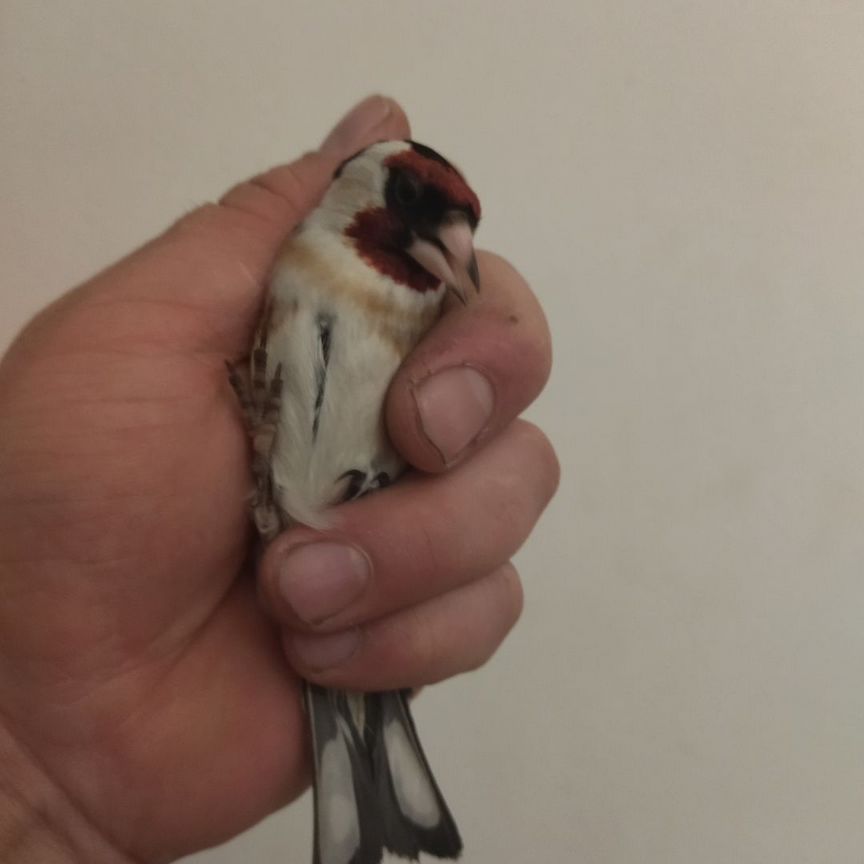 Щегол Сибирский