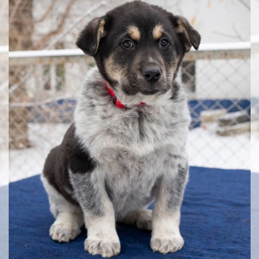 Невероятный малыш Монти ждет надежных людей