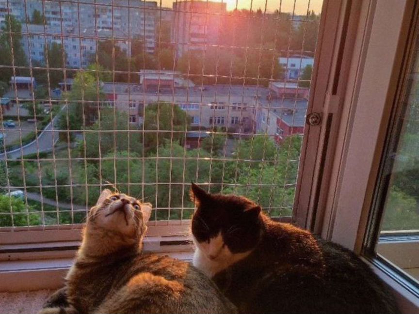 Сетка Антикошка