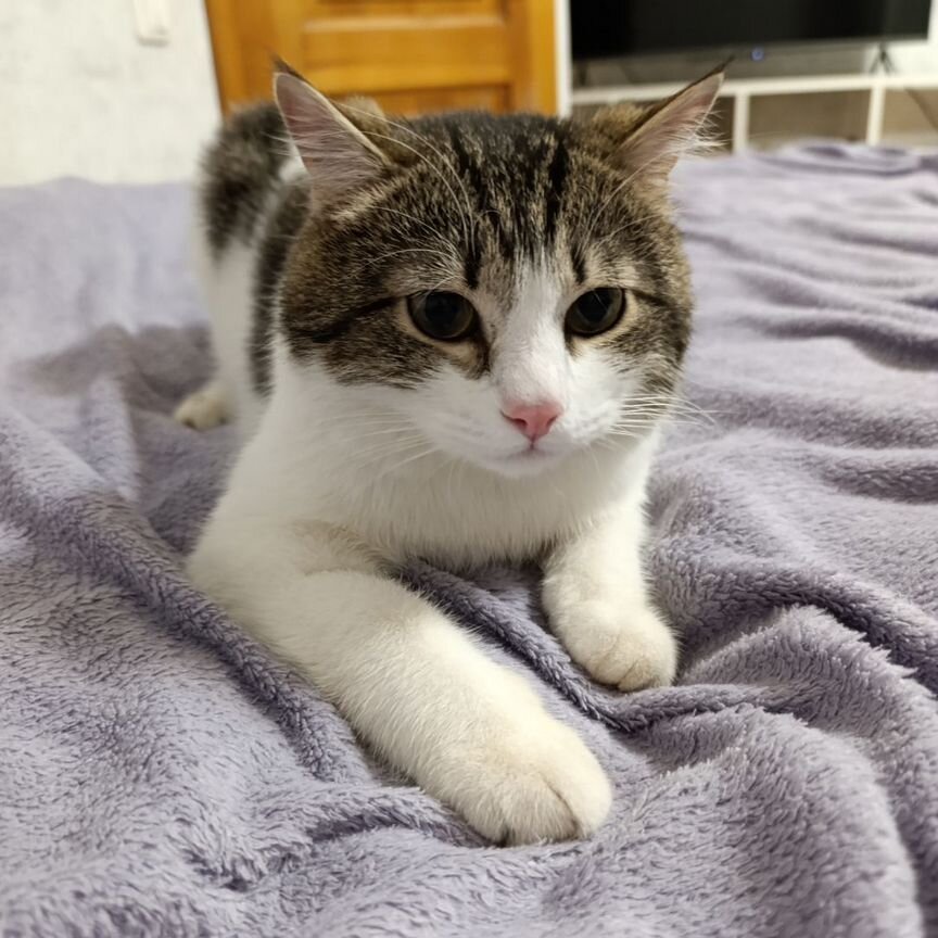 Кот в добрые руки