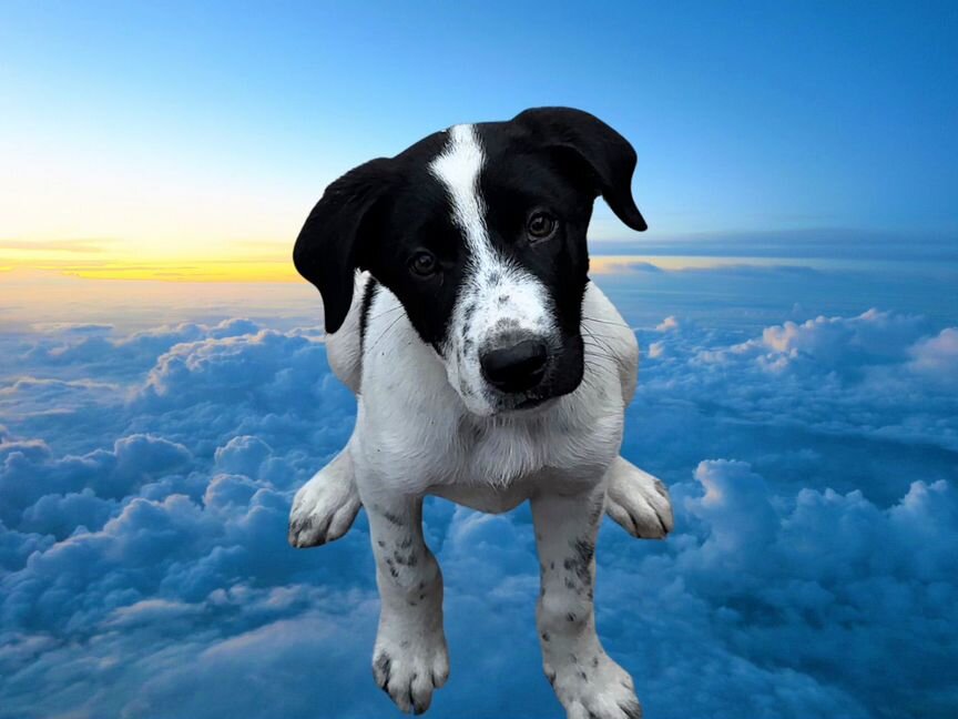 Щенок мальчик собака в добрые руки семью