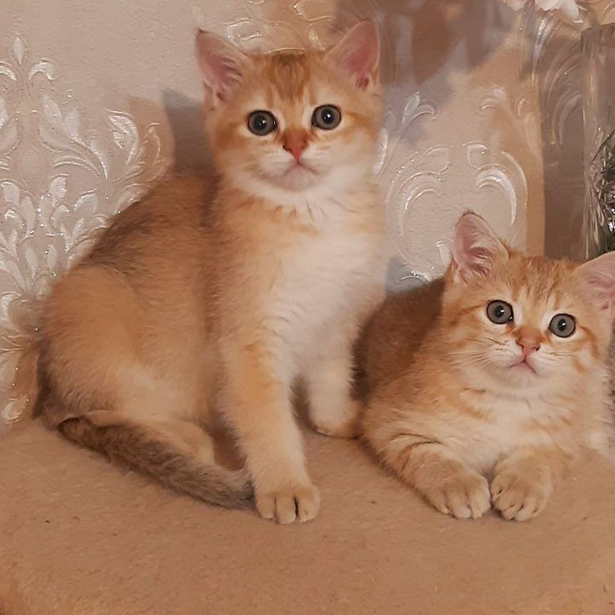 Британский короткошёрстный котёнок