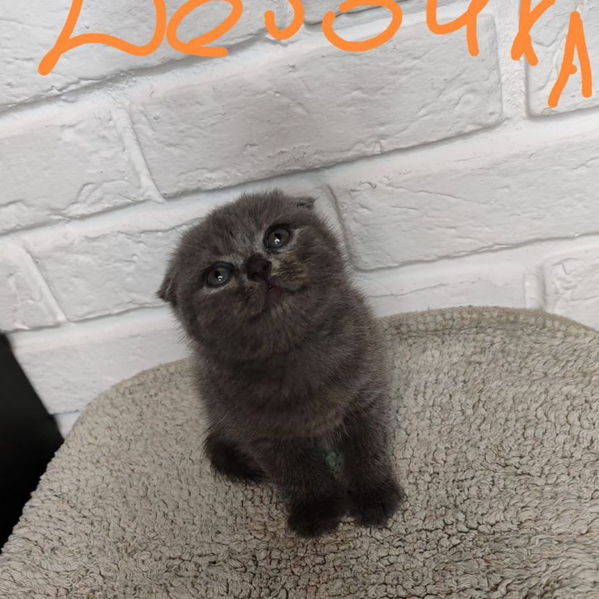 Шотландская вислоухая