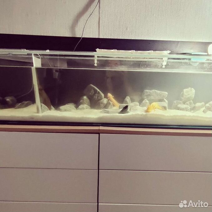 Аквариум необычной формы