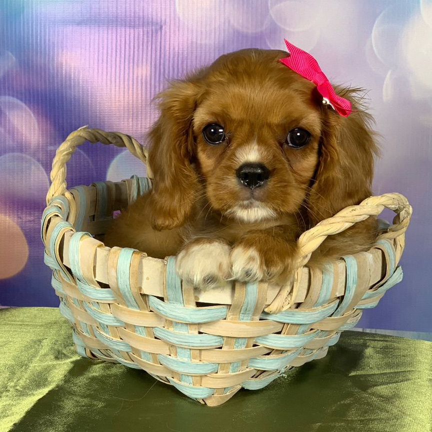 Кавалер спаниель чудесные щенки