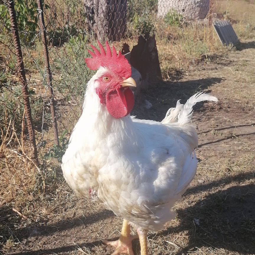 Мясо бропера